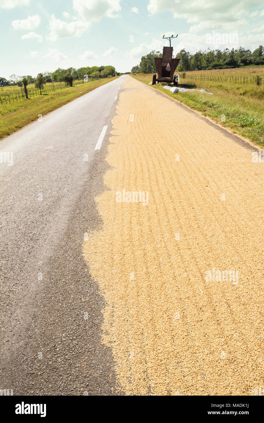 Cuba rice drying hi-res stock photography and images - Alamy
