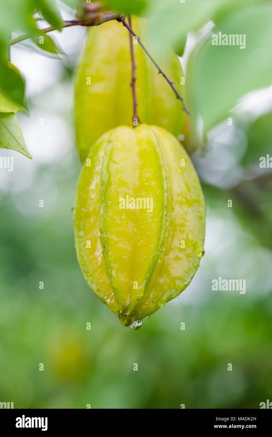 Star apple fruit hi-res stock photography and images - Alamy