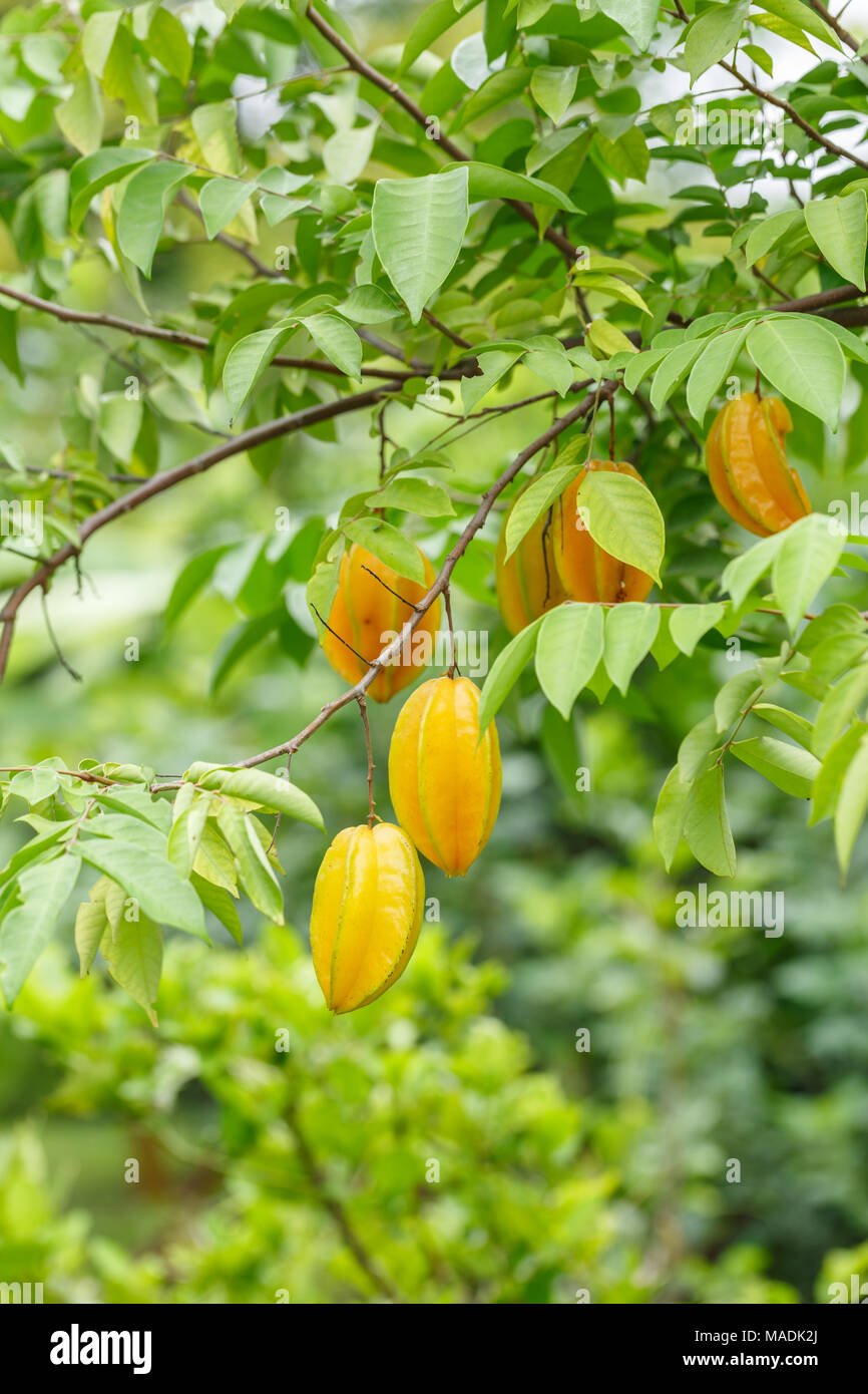 Star apple tree hi-res stock photography and images - Alamy