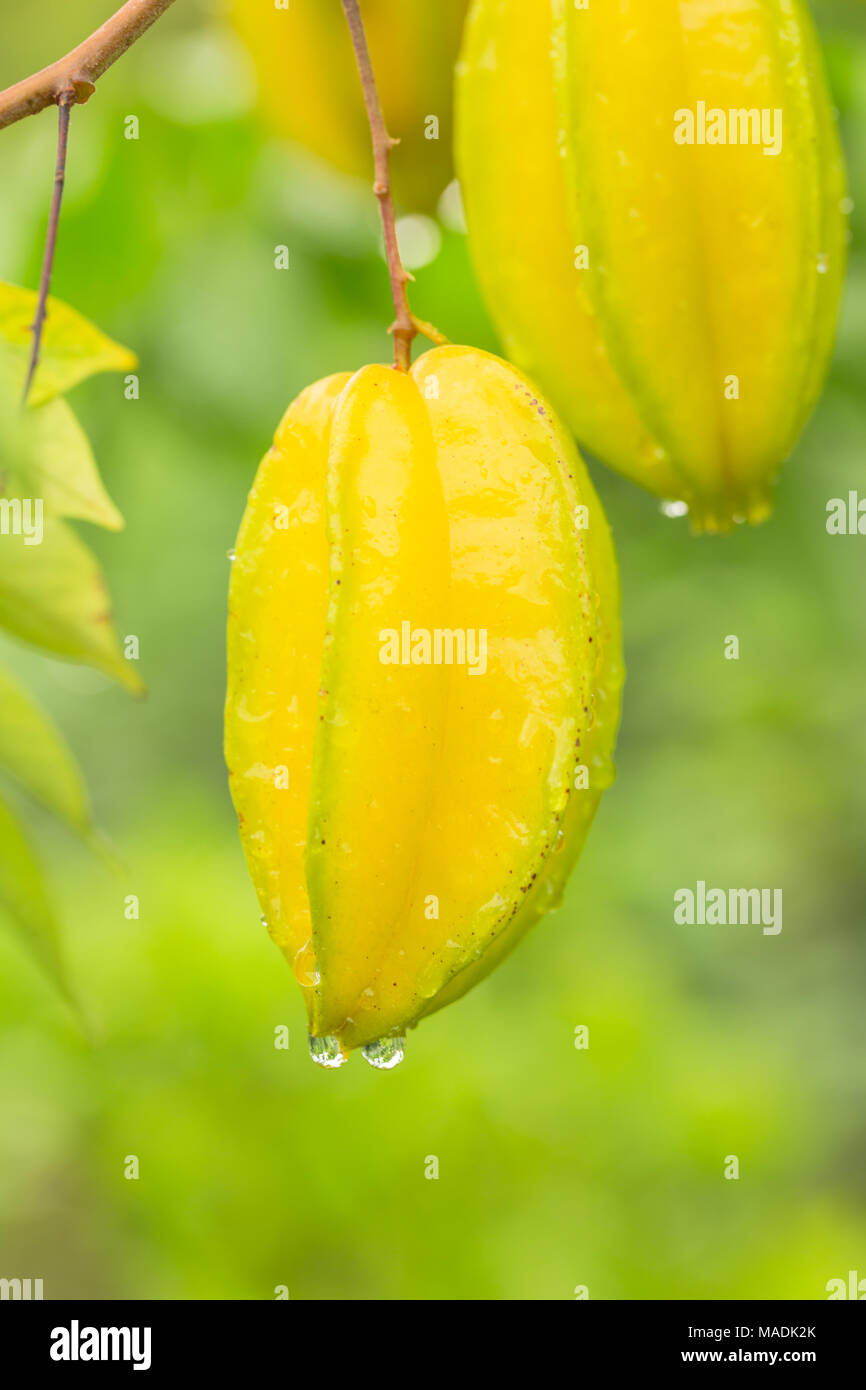 Star apple fruit hi-res stock photography and images - Alamy