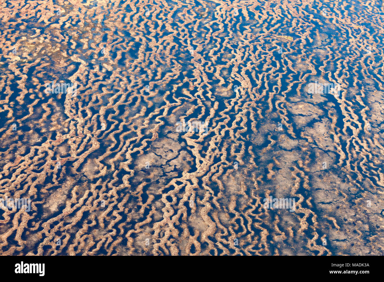 swamp, top view Stock Photo - Alamy