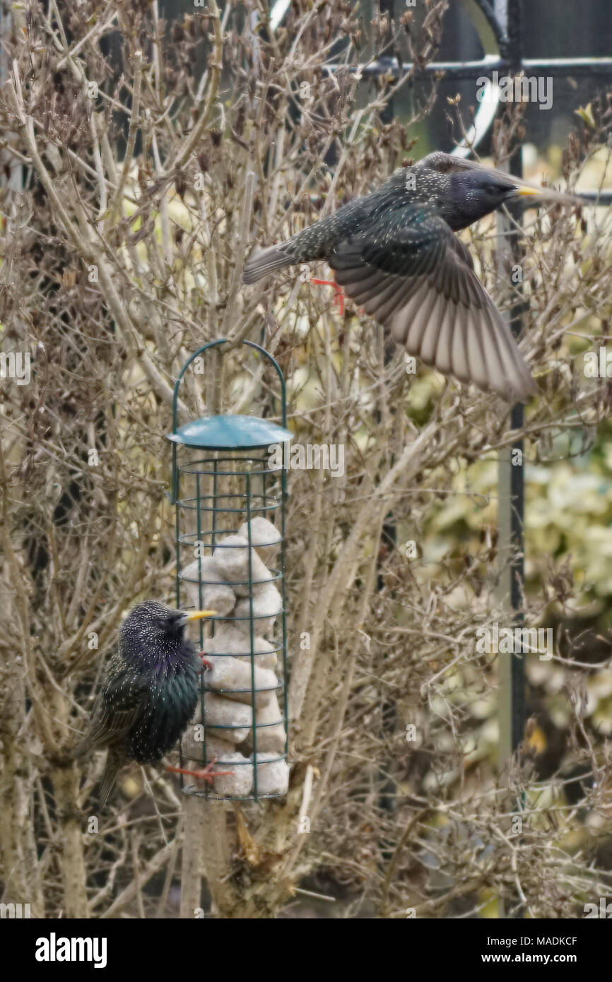 Spurn Bird Sanctuary High Resolution Stock Photography and Images - Alamy