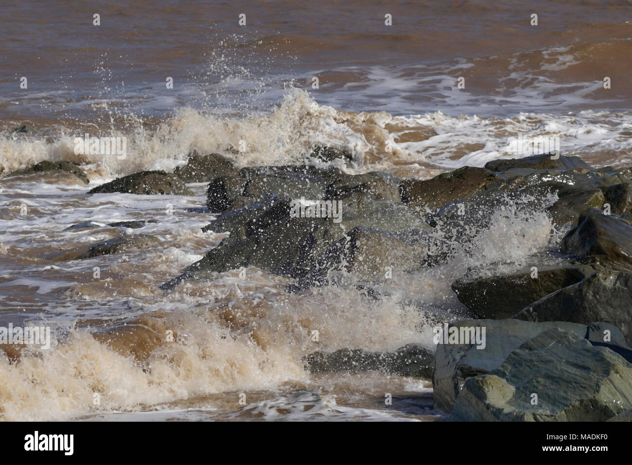 Spurn point bird hi-res stock photography and images - Alamy