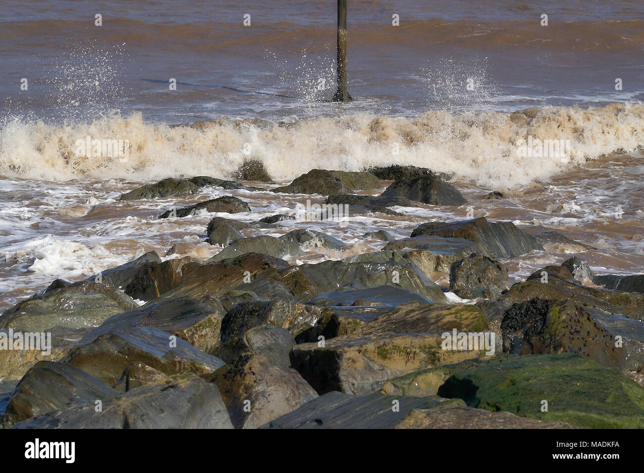 Spurn point bird hi-res stock photography and images - Alamy