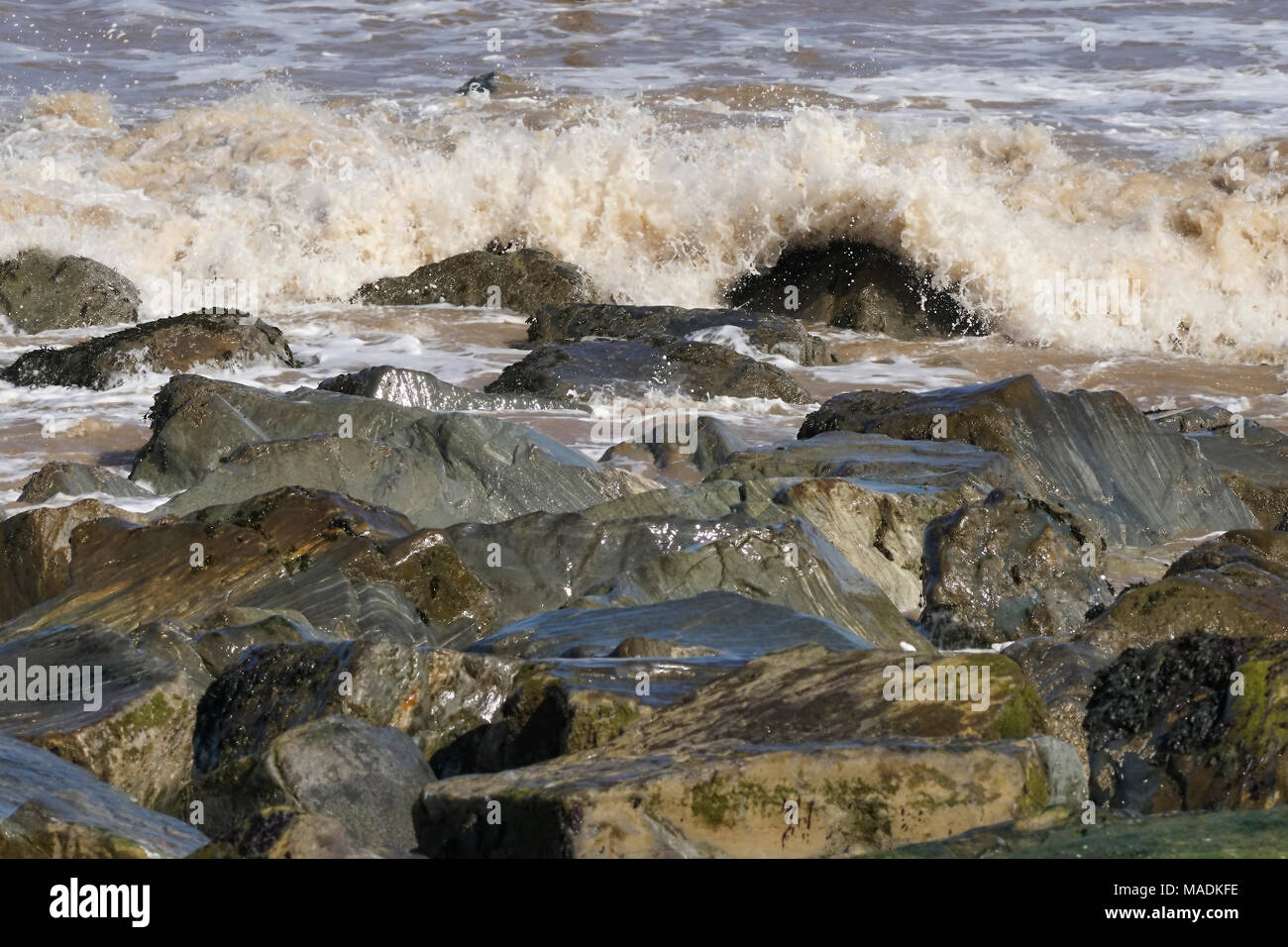 Spurn point bird hi-res stock photography and images - Alamy