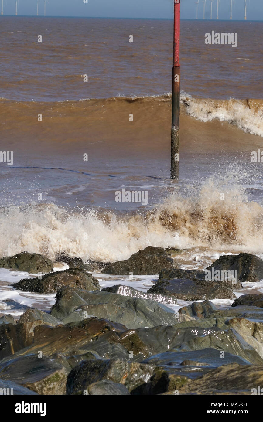 Spurn point bird hi-res stock photography and images - Alamy