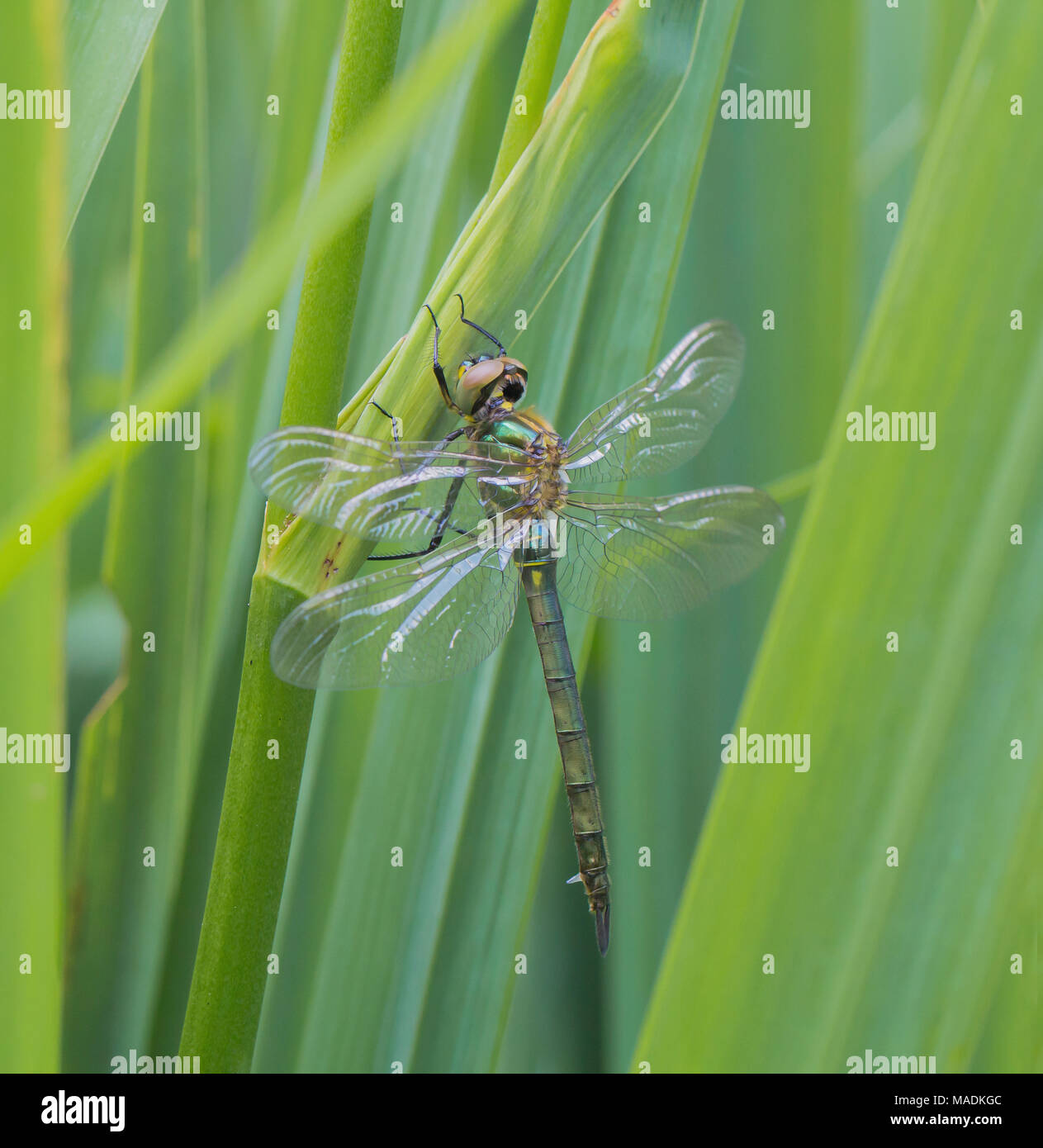 Dragonfly outside hi-res stock photography and images - Alamy