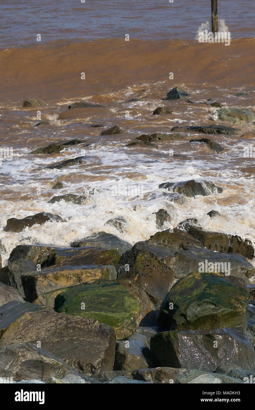 Spurn point bird hi-res stock photography and images - Alamy