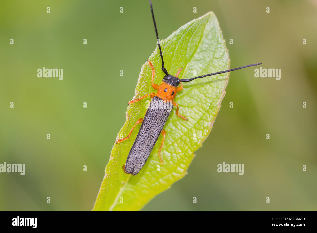 Beetle crawling on grass hi-res stock photography and images - Alamy