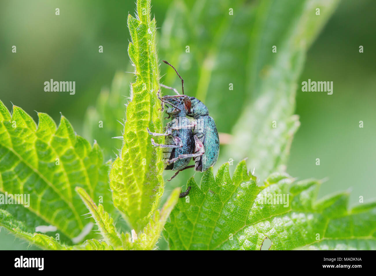 Beetle crawling on grass hi-res stock photography and images - Alamy