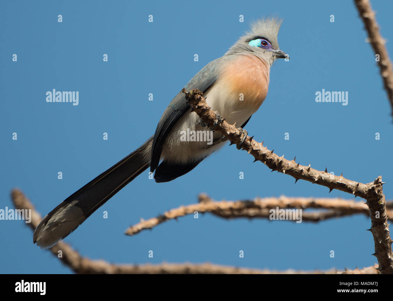 A Crested Coua (Coua cristata) high in a tree in Madagascar Stock Photo ...