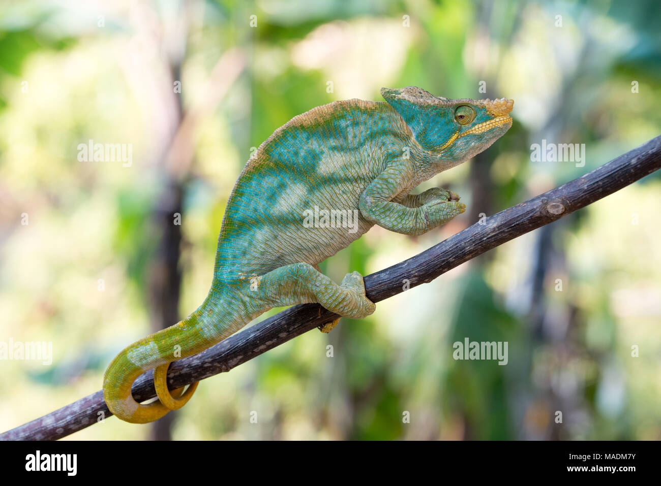 Chameleon Camouflage High Resolution Stock Photography and Images - Alamy