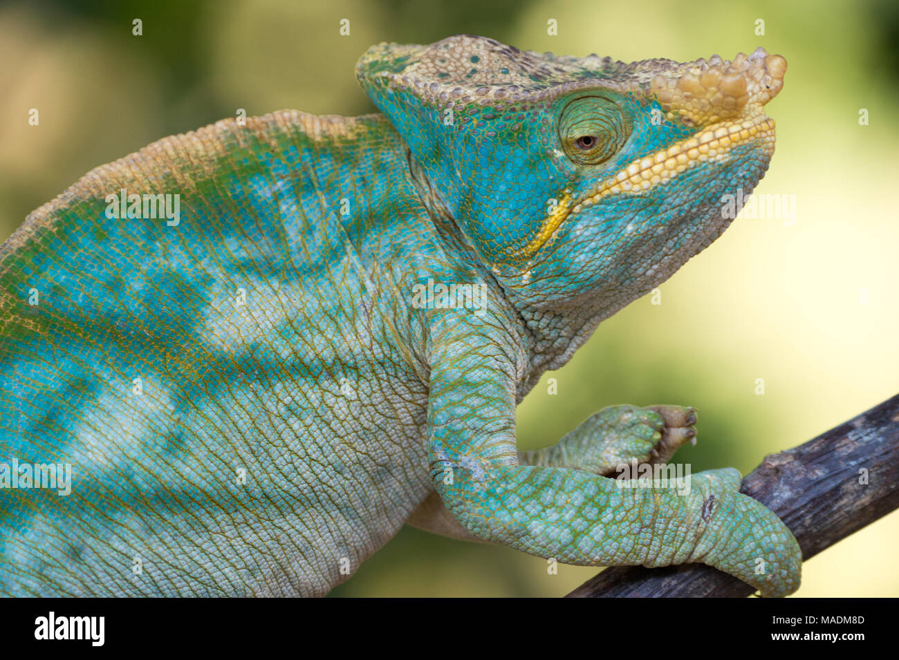 Parson's Chameleon High Resolution Stock Photography and Images - Alamy