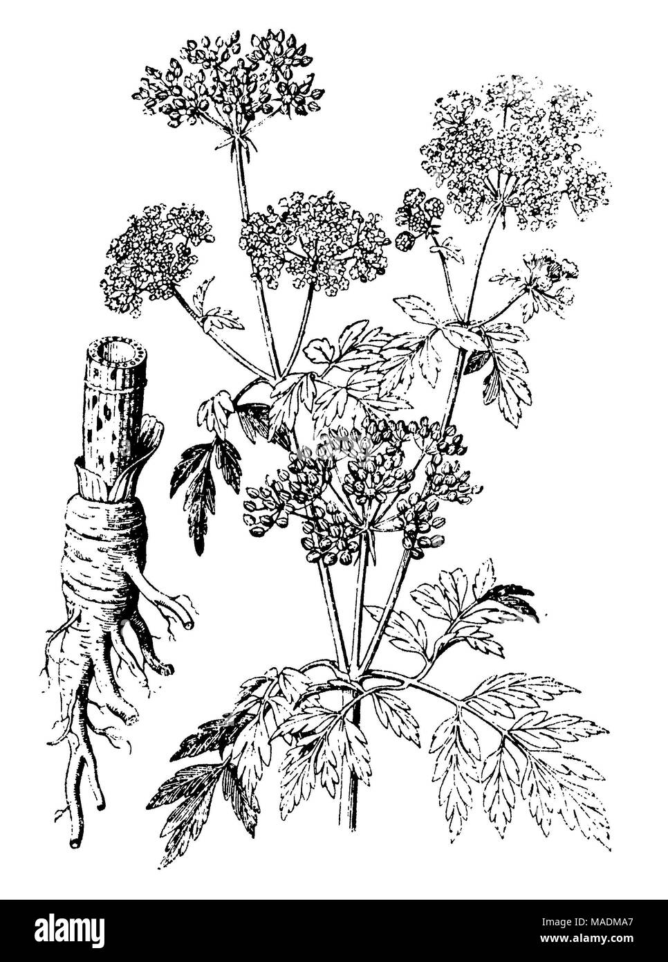 Hemlock poison hemlock conium maculatum Black and White Stock Photos ...