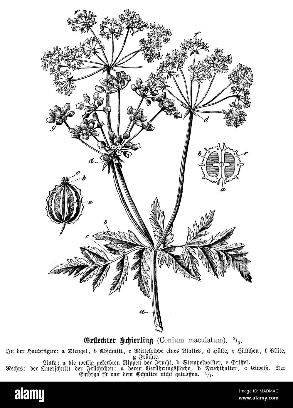 hemlock or poison hemlock Stock Photo - Alamy