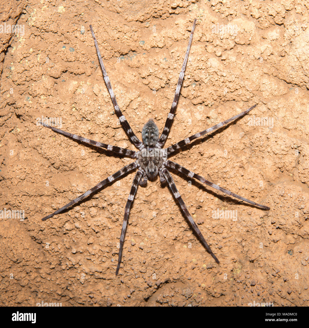 Madagascar Spider