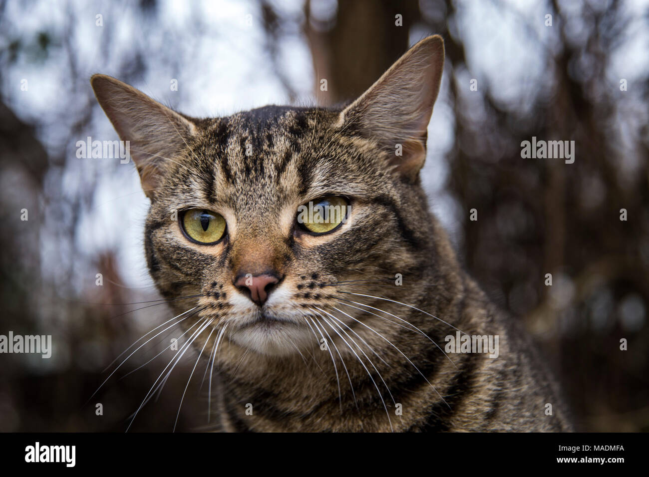 Cat headshot hi-res stock photography and images - Alamy