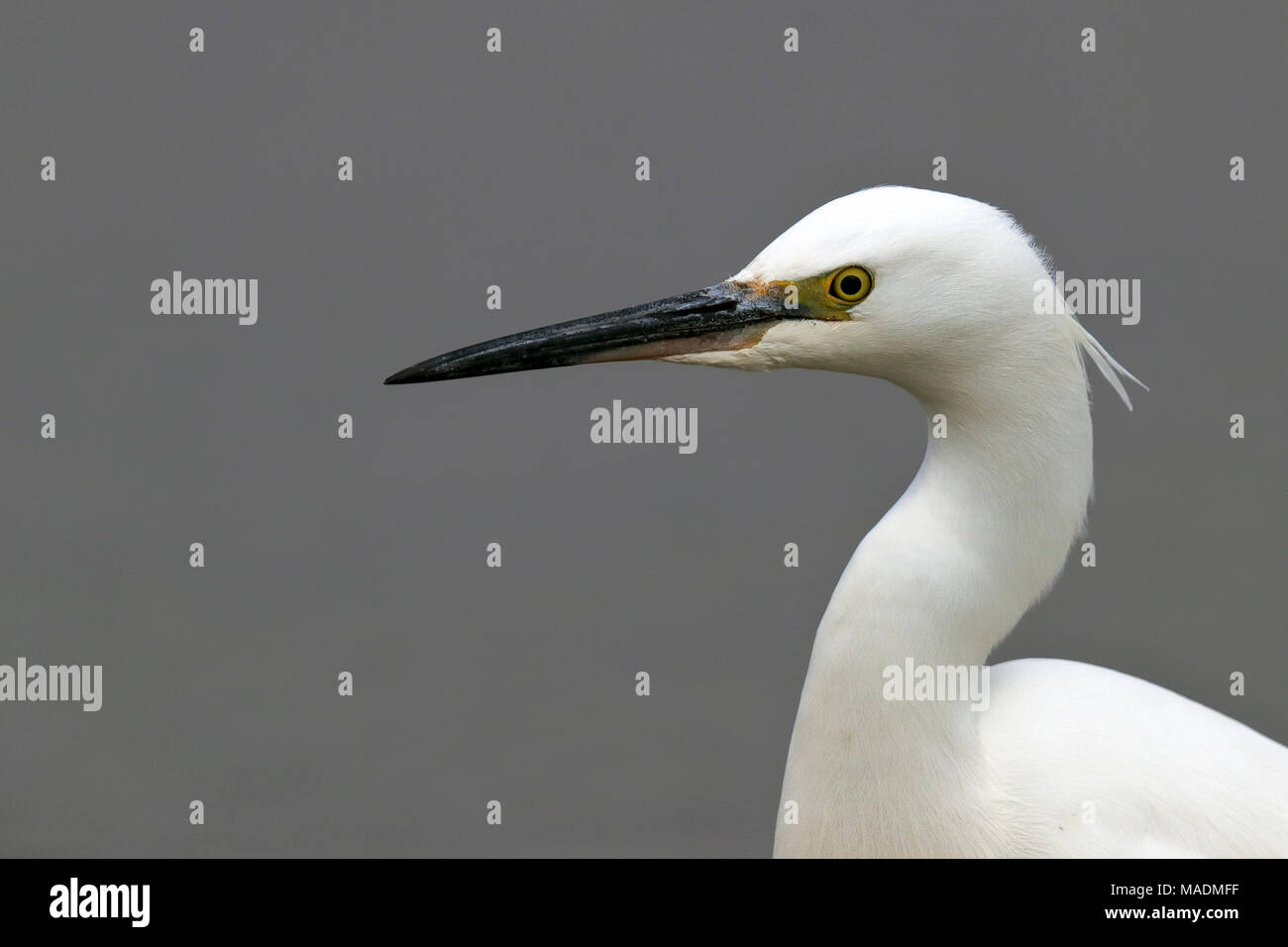 Little Egret portrait Stock Photo - Alamy