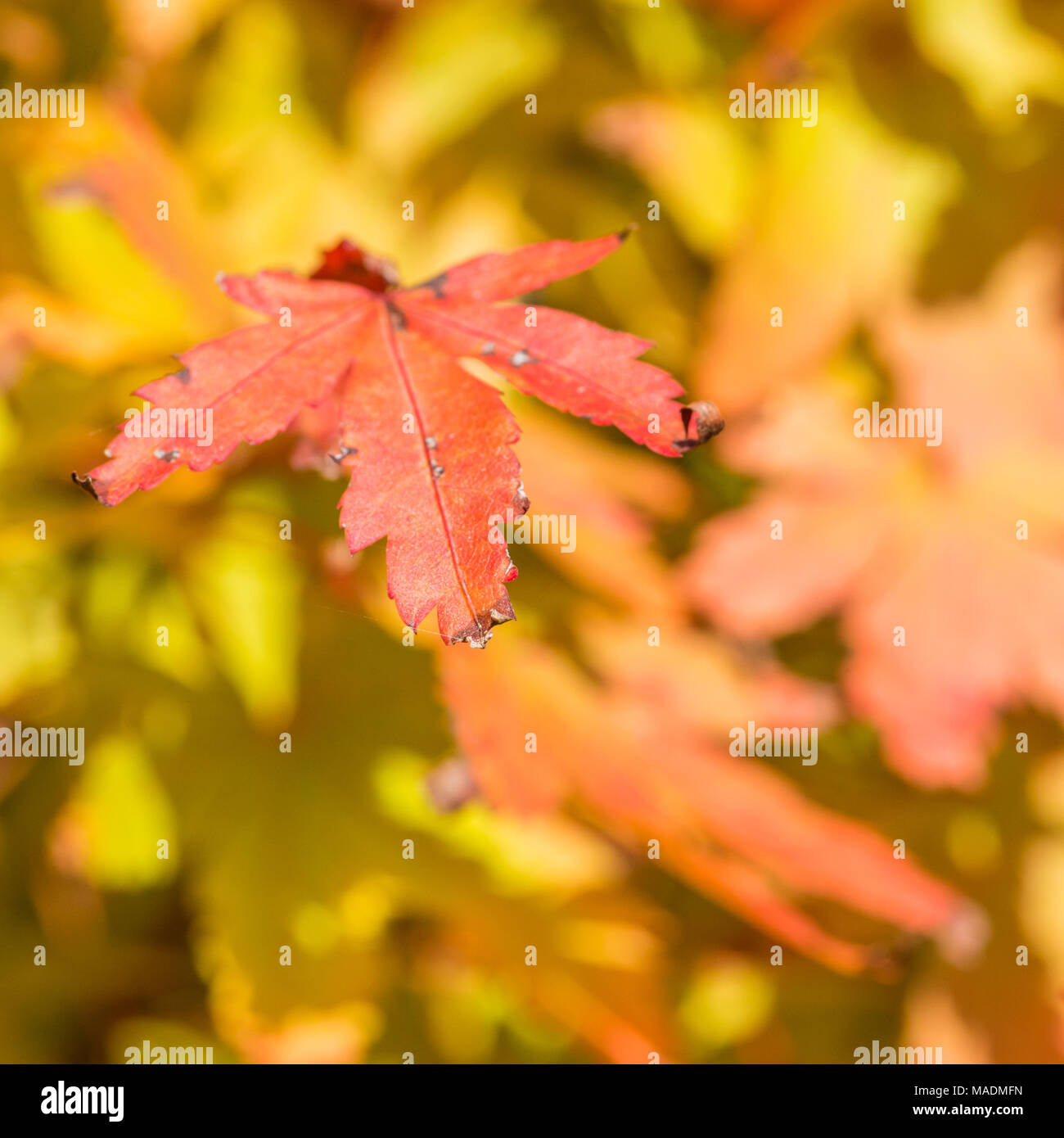 Macro shot maple leaf hi-res stock photography and images - Alamy