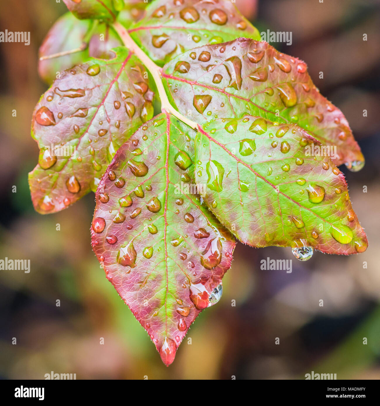 Acer palmatum atropurpureum tree hi-res stock photography and images ...