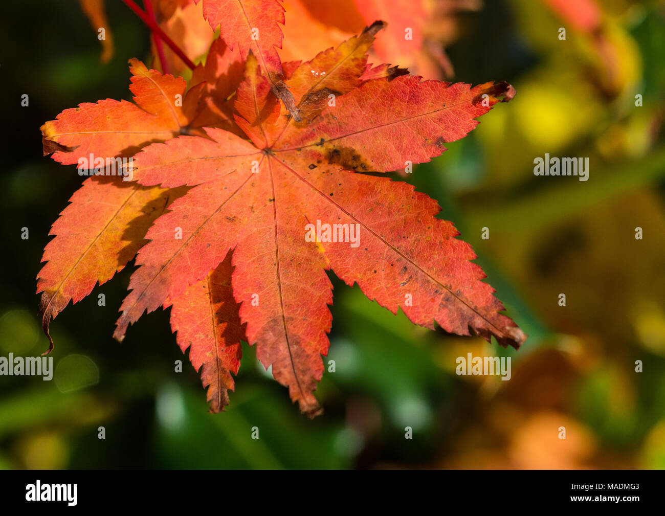 Acer palmatum leaf hi-res stock photography and images - Alamy