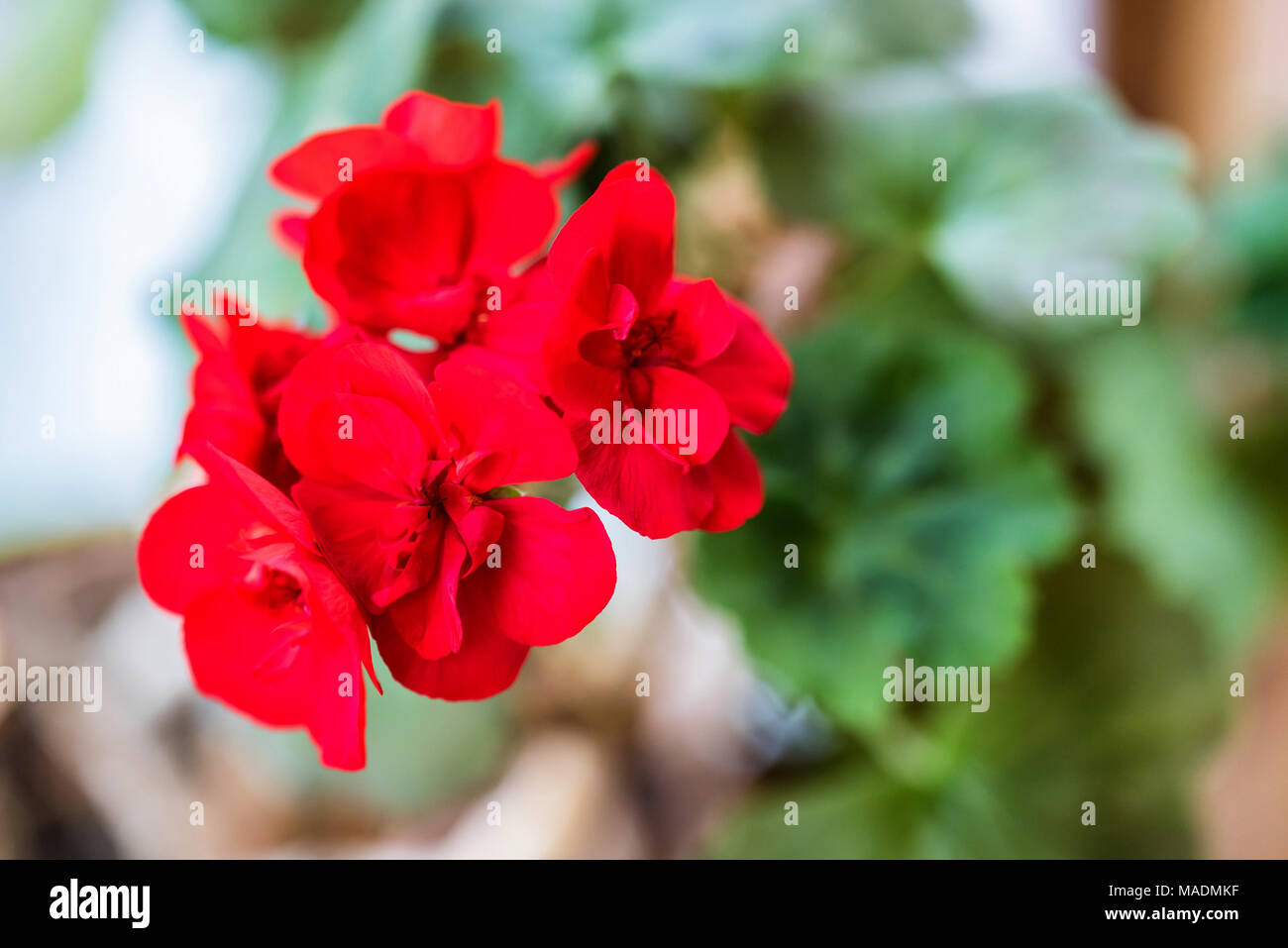 Geranium plant roots hi-res stock photography and images - Alamy