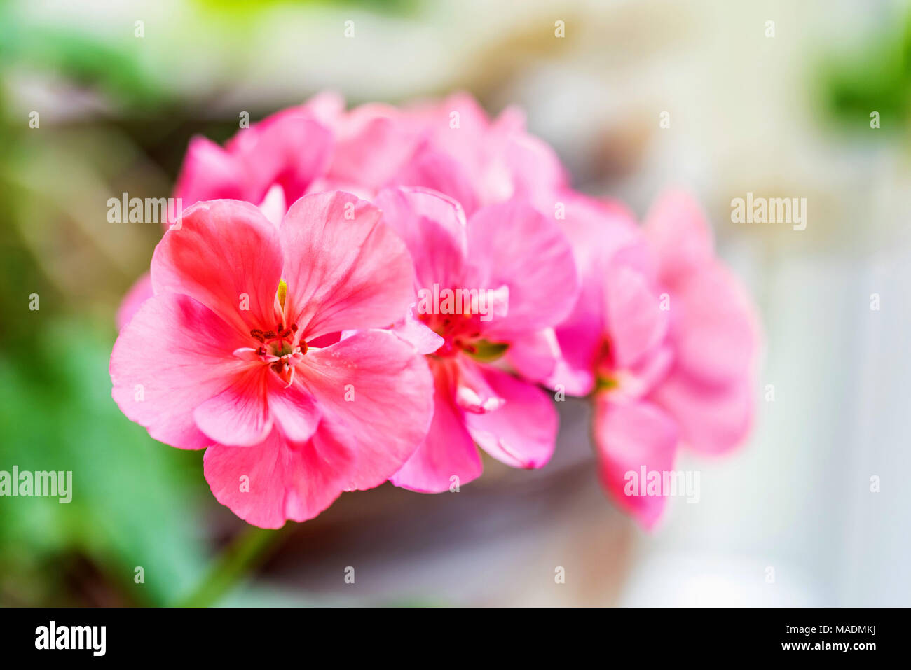 Geranium plant roots flower hi-res stock photography and images - Alamy