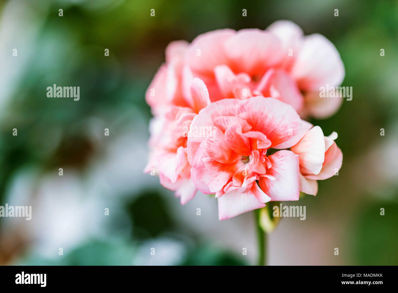 Geranium plant roots hi-res stock photography and images - Alamy