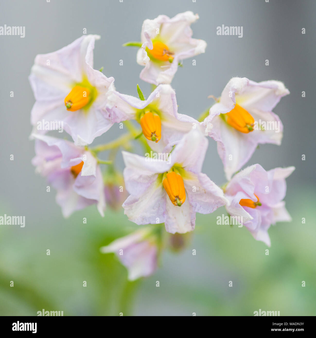 A macro shot of some Charlotte potato blooms Stock Photo - Alamy