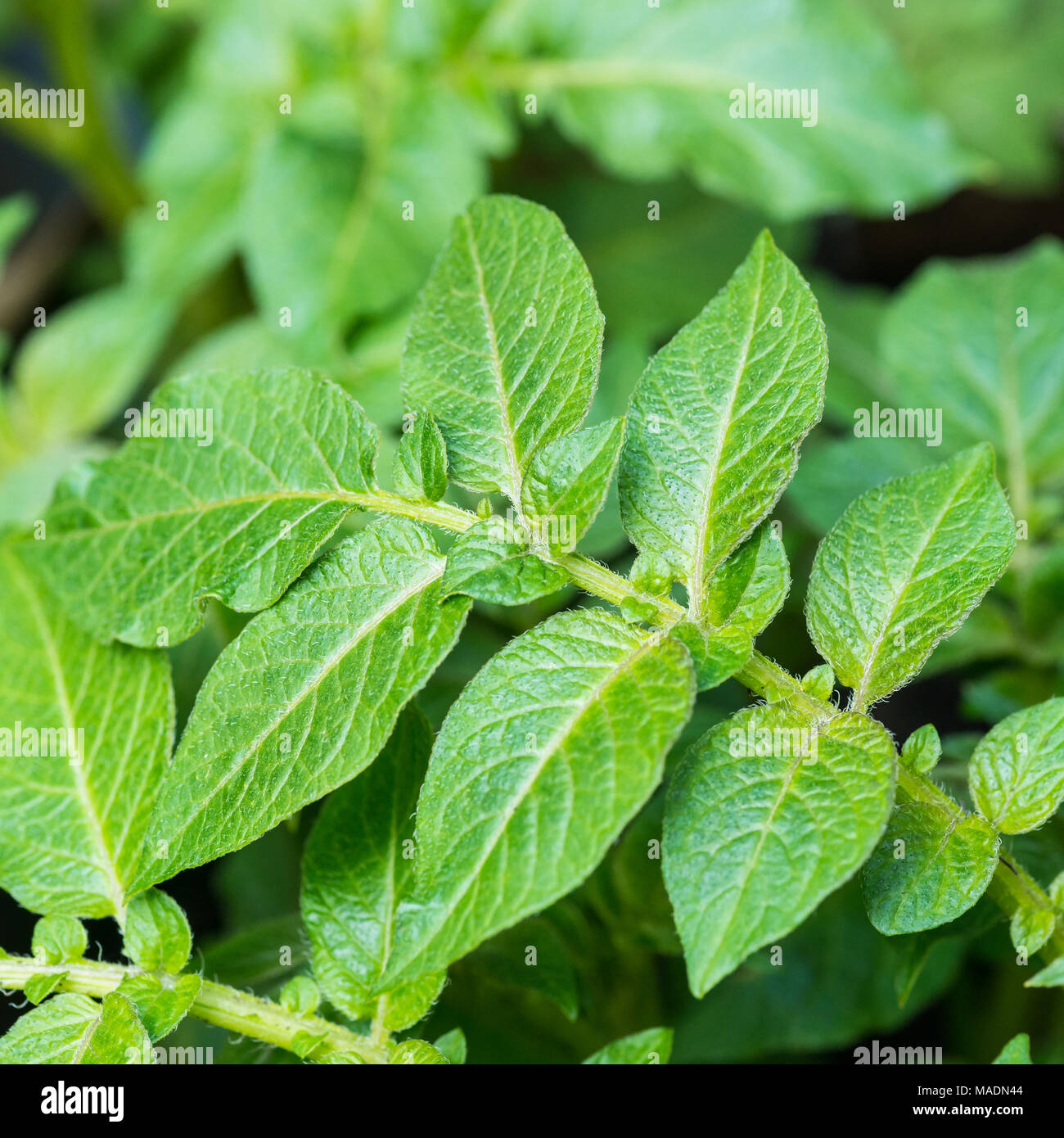A macro shot of some potato plant leaves Stock Photo - Alamy