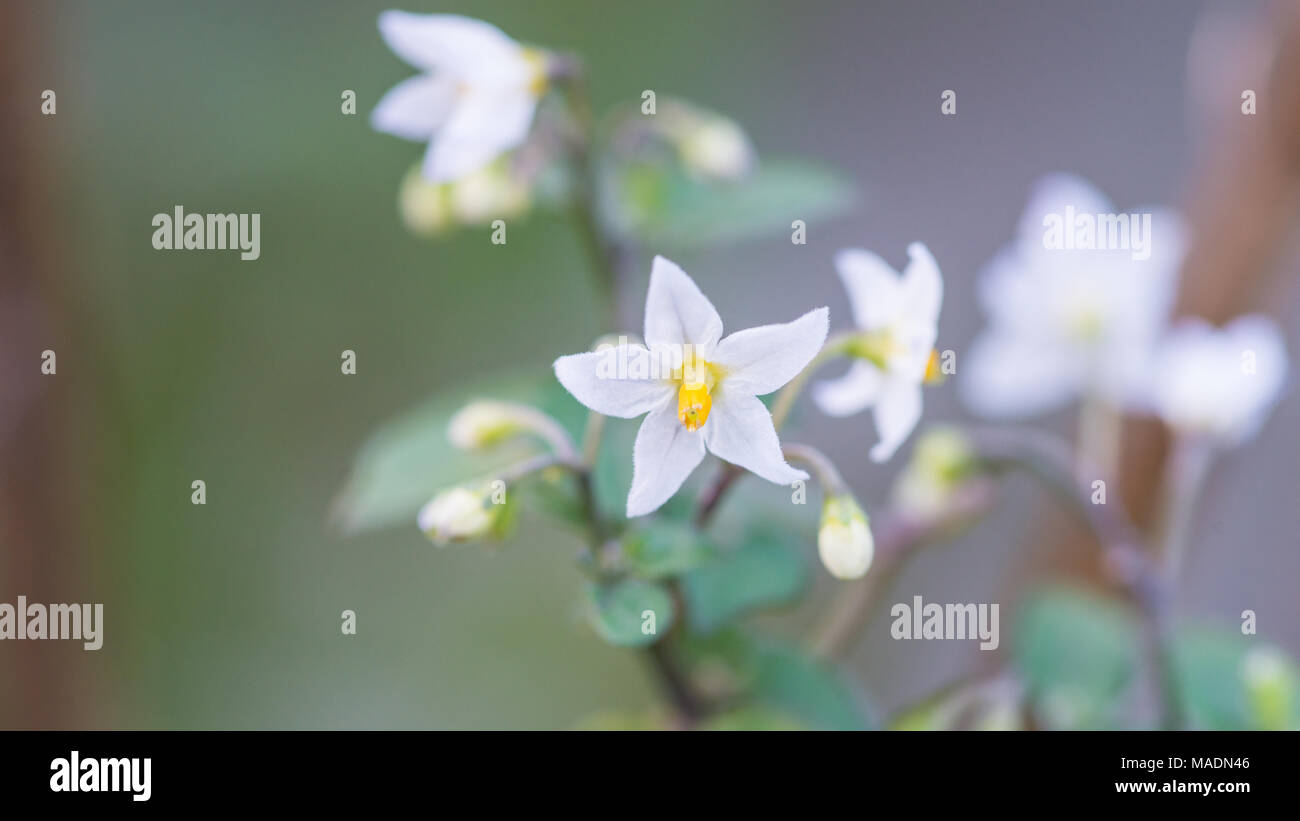 White flower potato plant hi-res stock photography and images - Alamy