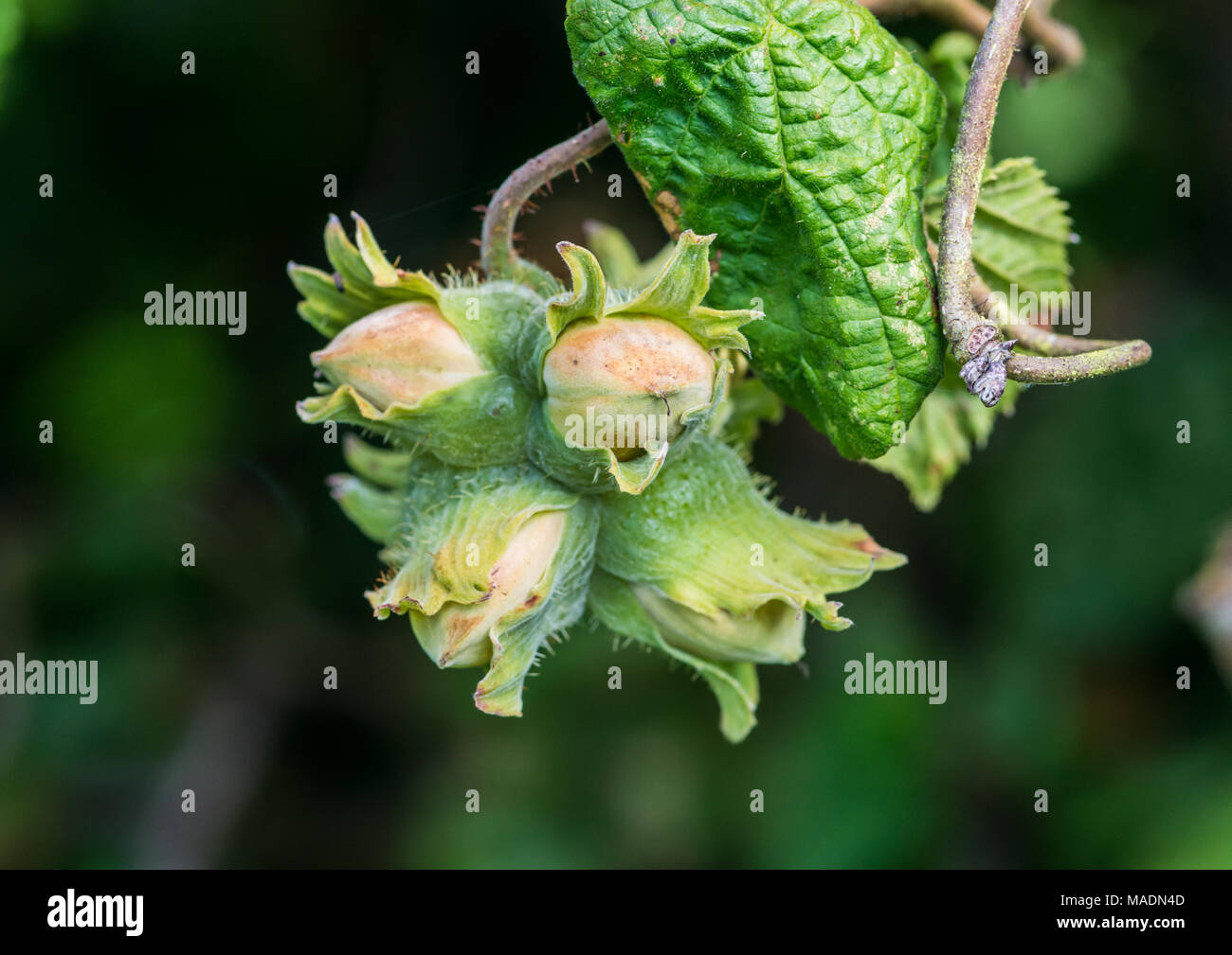 Twisted hazel tree hi-res stock photography and images - Alamy