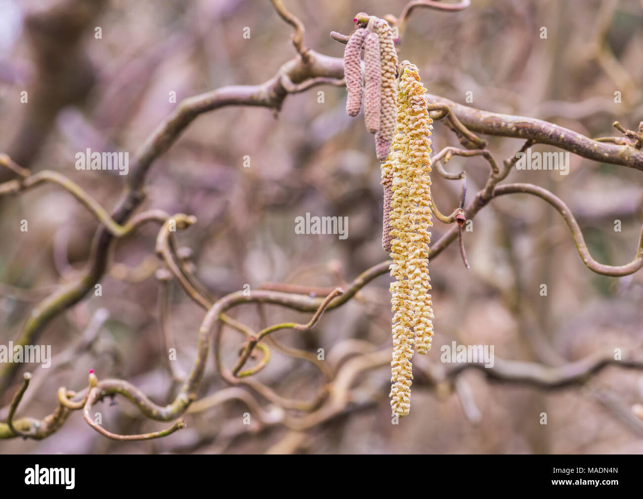Twisted hazel hi-res stock photography and images - Alamy