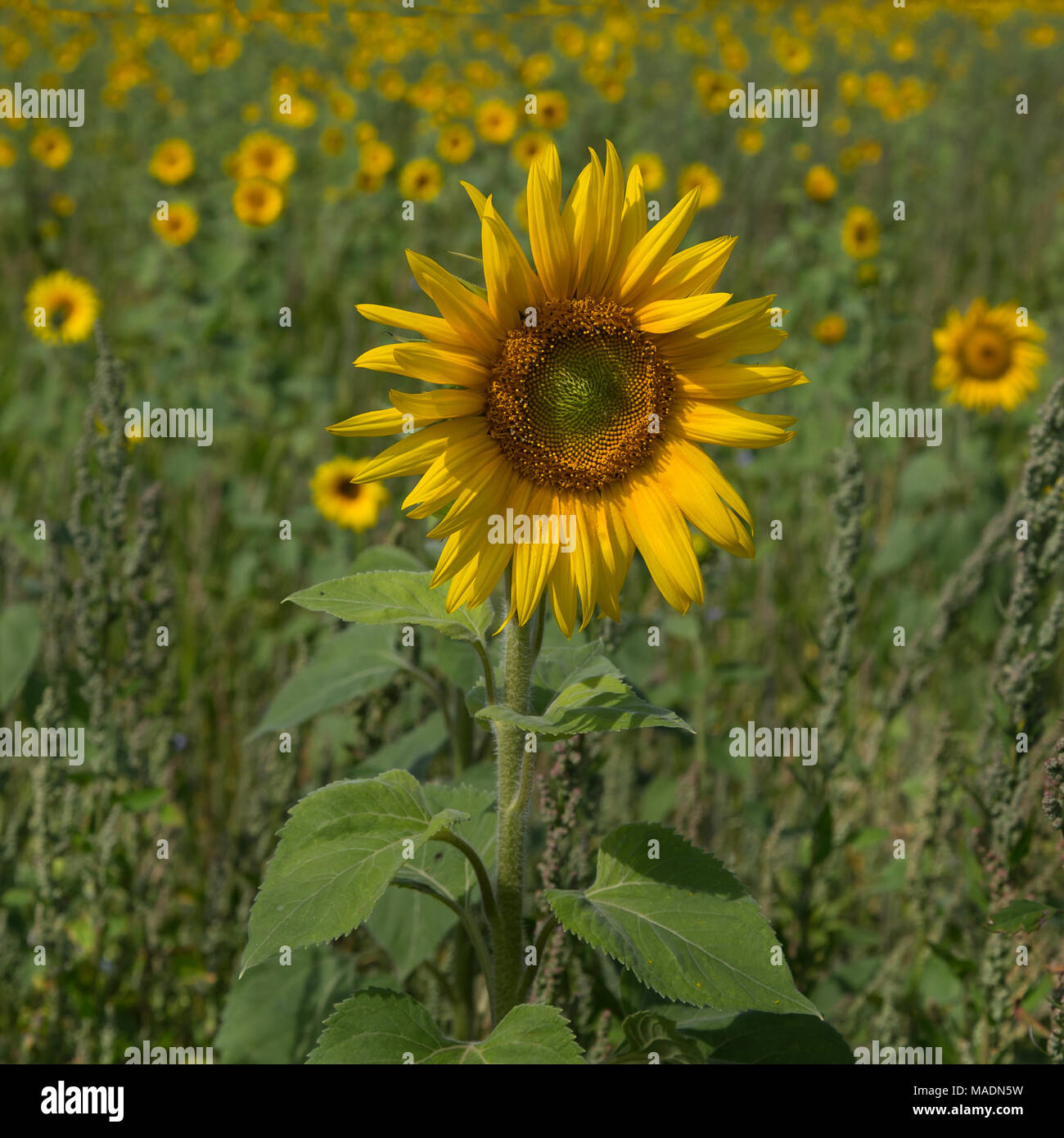 Field of English sunflowers Stock Photo - Alamy