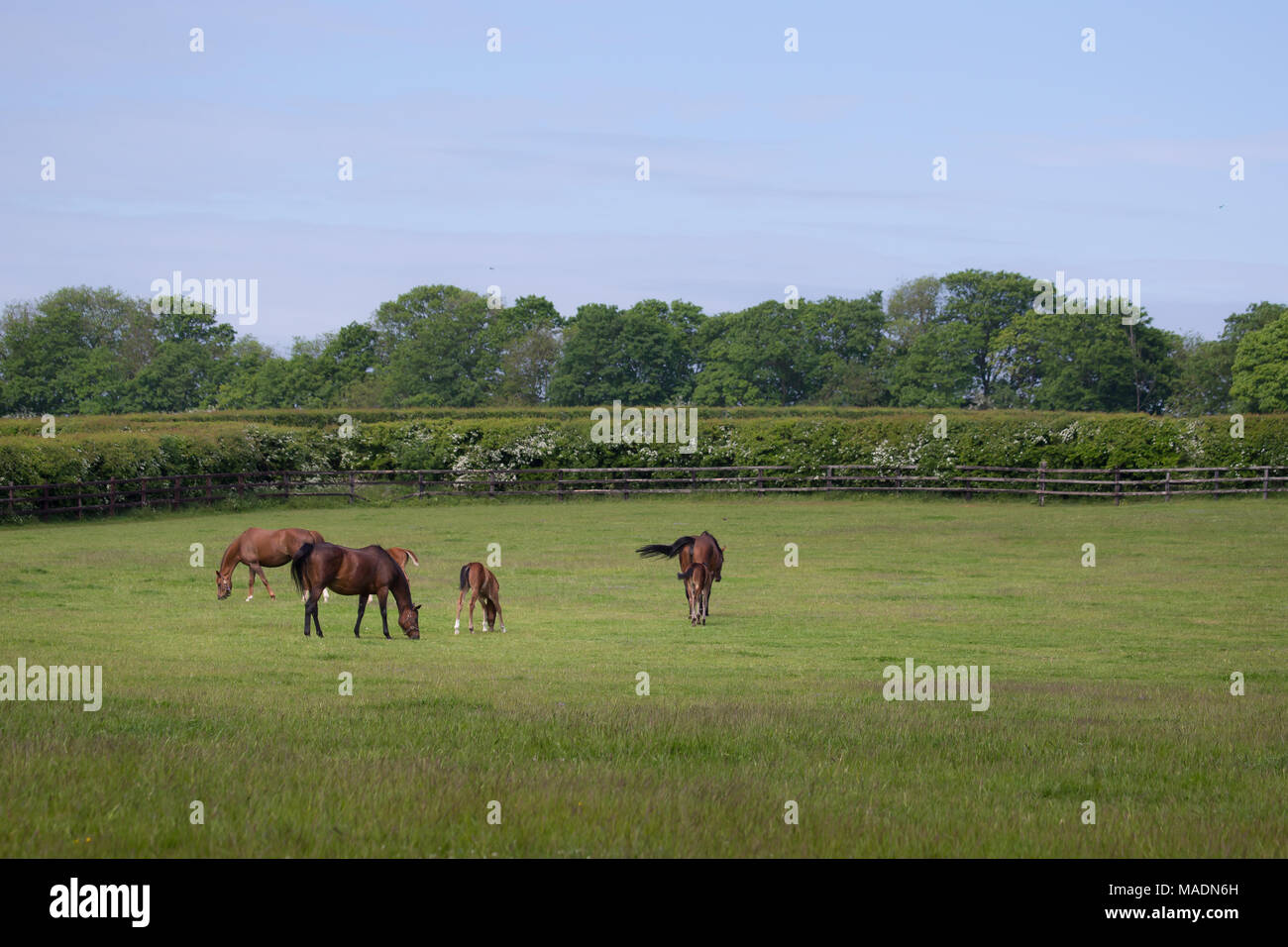 Thoroughbred horses in a paddock Stock Photo - Alamy