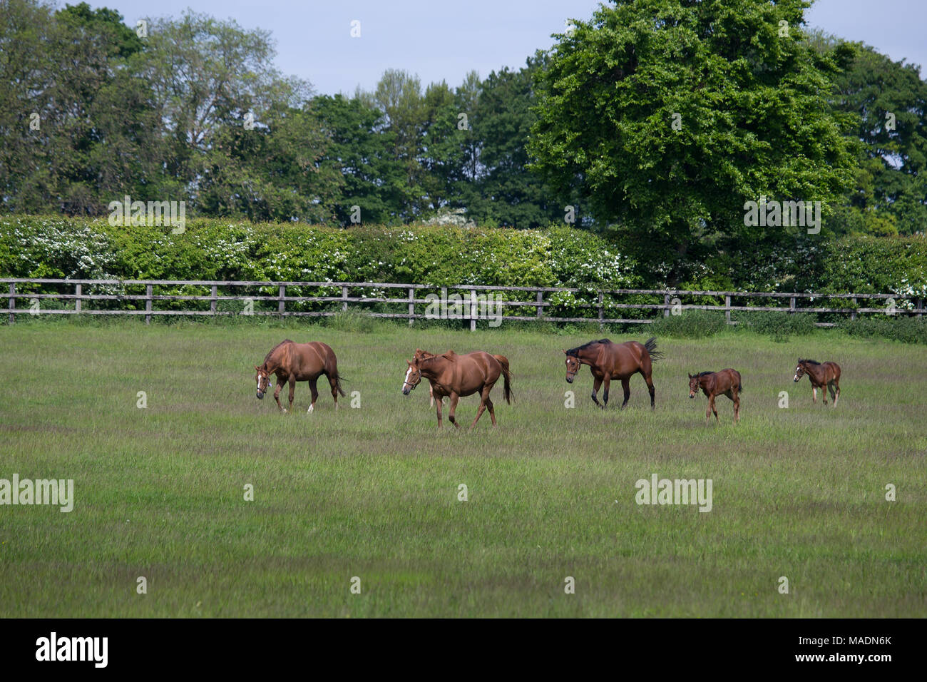 Thoroughbred horses in a paddock Stock Photo - Alamy
