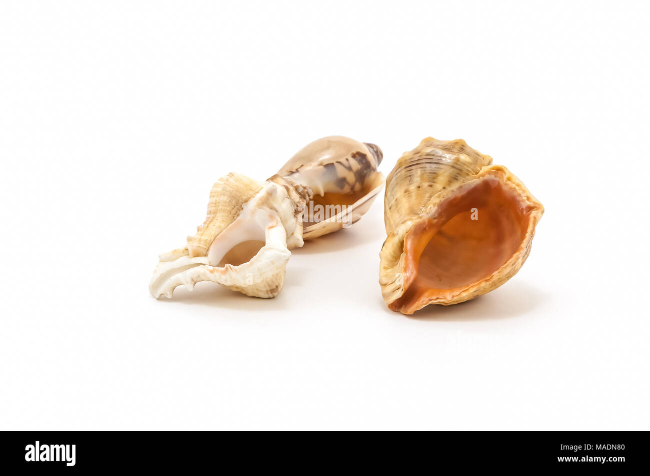 Three seashells isolated on a white background isolated Stock Photo - Alamy