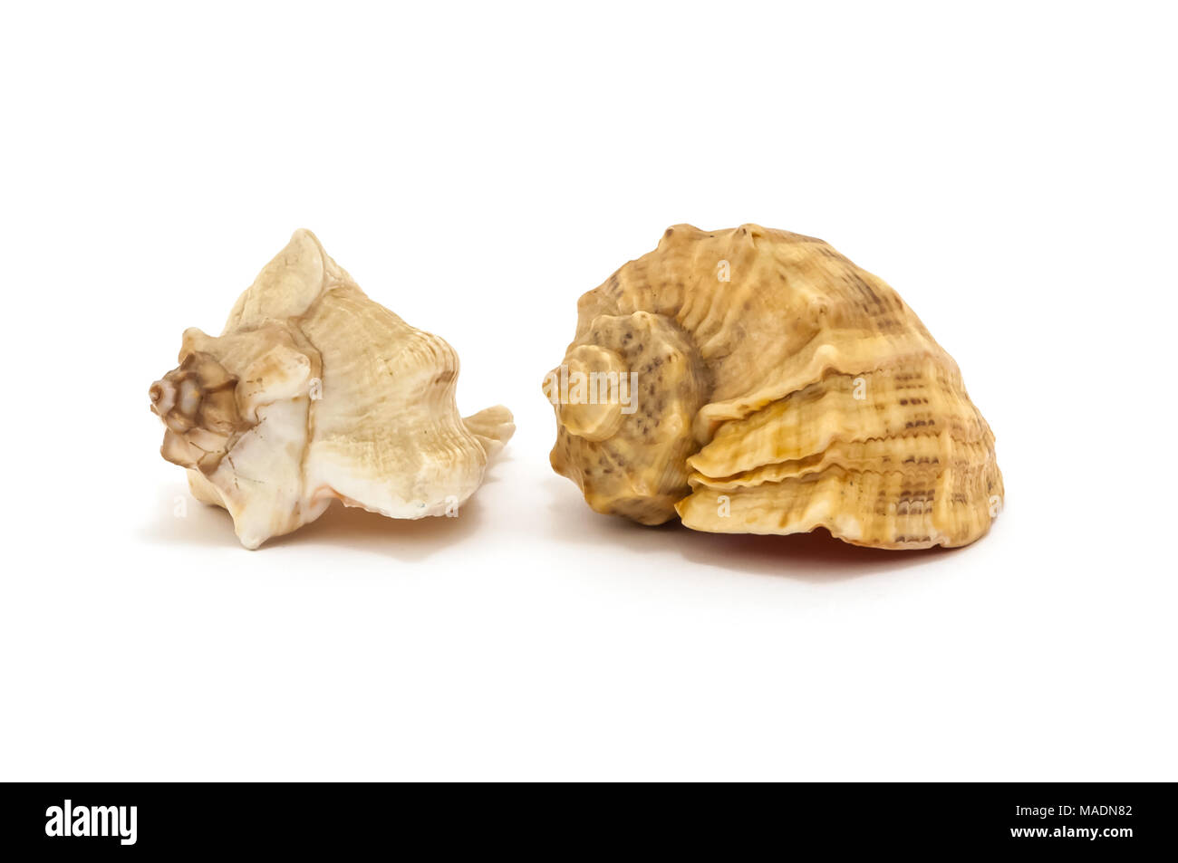 Souvenir Shells High Resolution Stock Photography and Images - Alamy