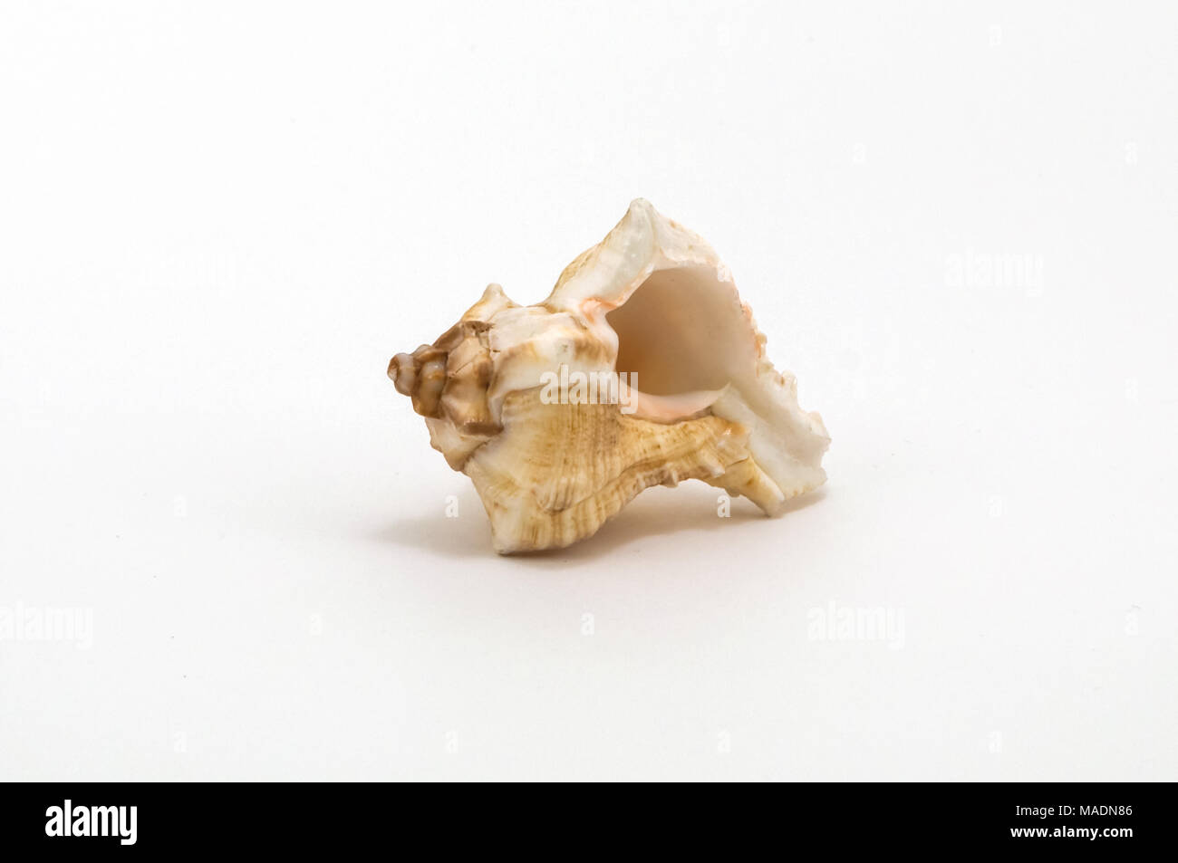 Souvenir Shells High Resolution Stock Photography and Images - Alamy