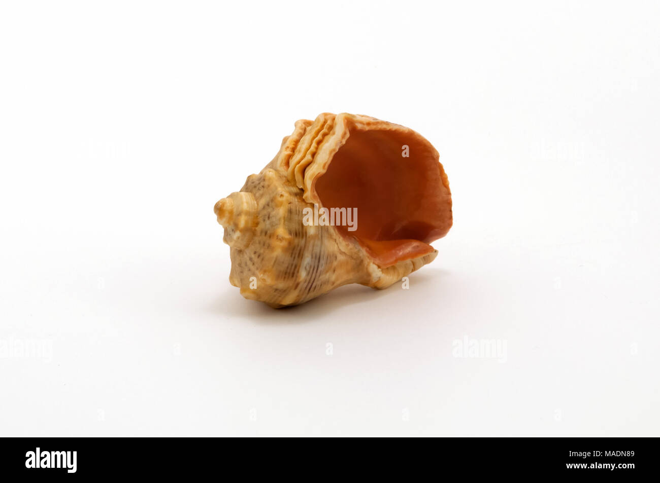 One seashell isolated on a white background isolated Stock Photo - Alamy