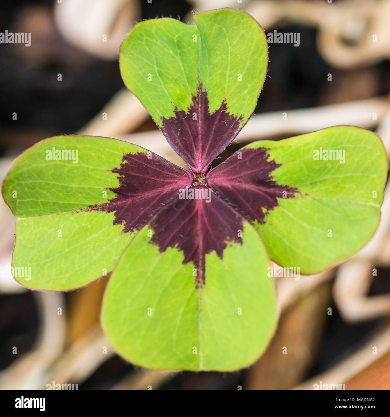 Cross leaf hi-res stock photography and images - Alamy