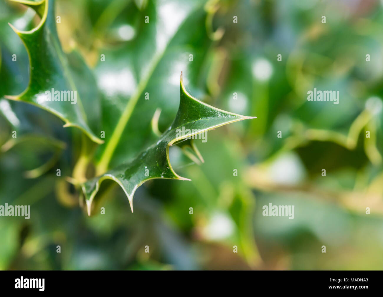 Leaf green leaf hi-res stock photography and images - Alamy