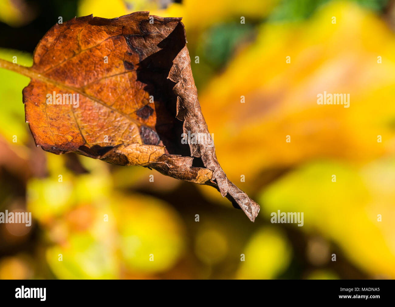 Crispy leaf hi-res stock photography and images - Alamy