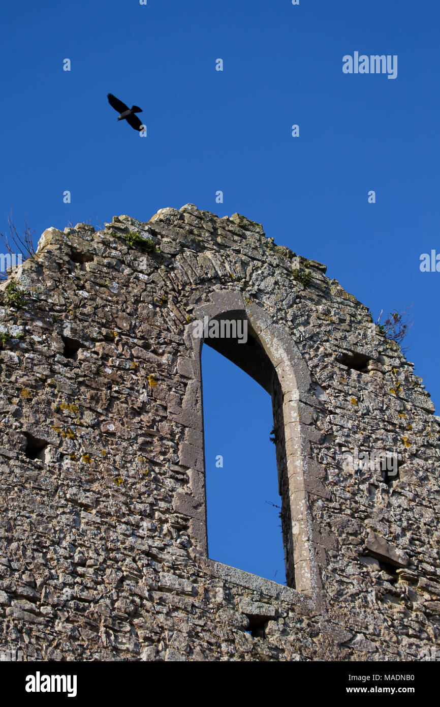 New forest ruin with raven Stock Photo - Alamy