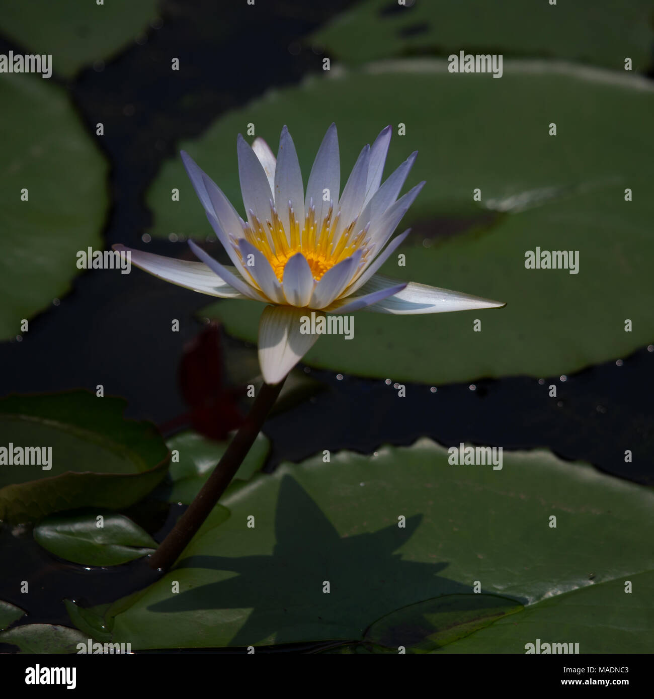 Asian water lillies hi-res stock photography and images - Alamy