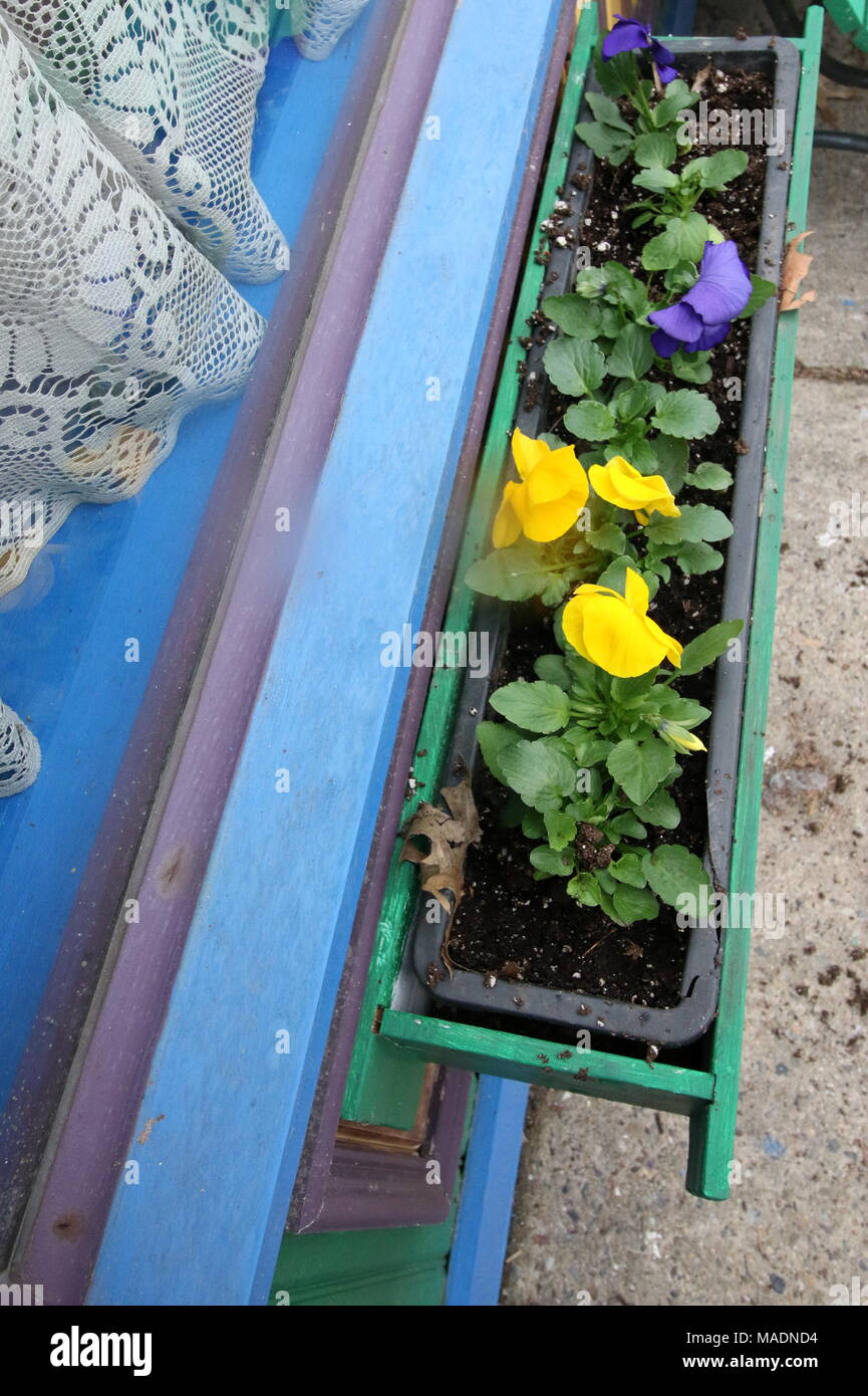 The flower box with pansies Stock Photo - Alamy