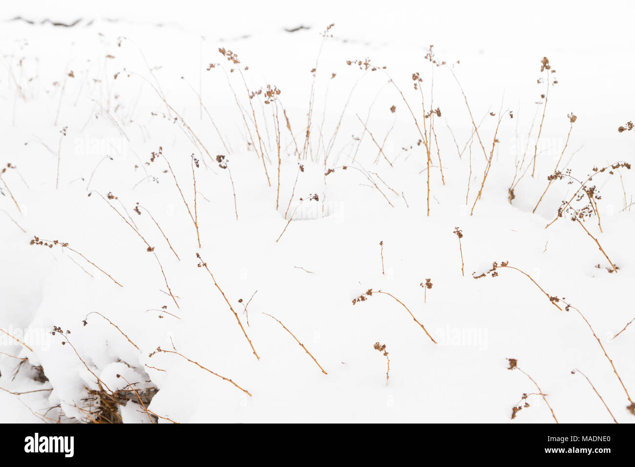 Winter bushes in the Park under a large layer of snow Stock Photo - Alamy