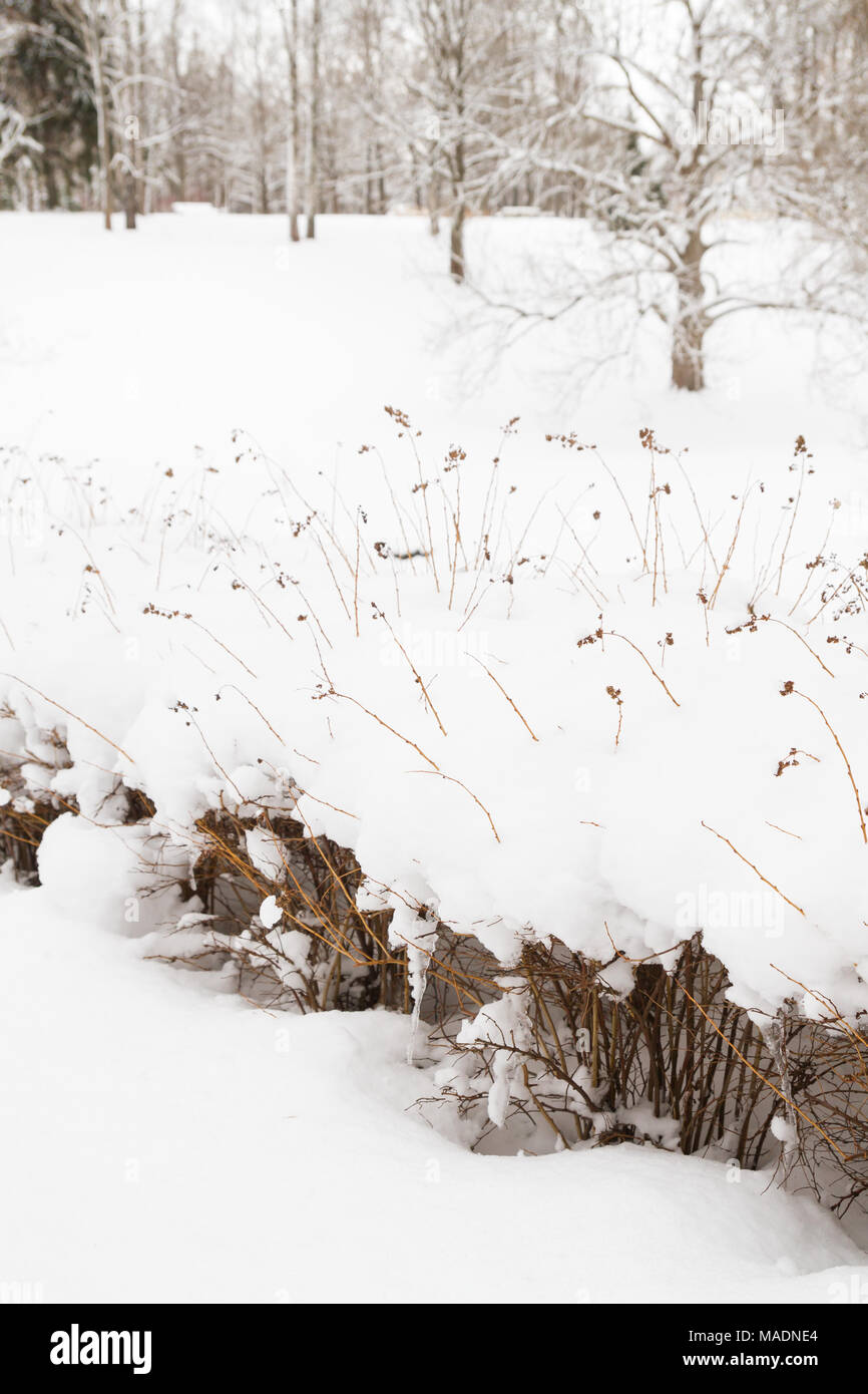 Winter bushes in the Park under a large layer of snow Stock Photo - Alamy