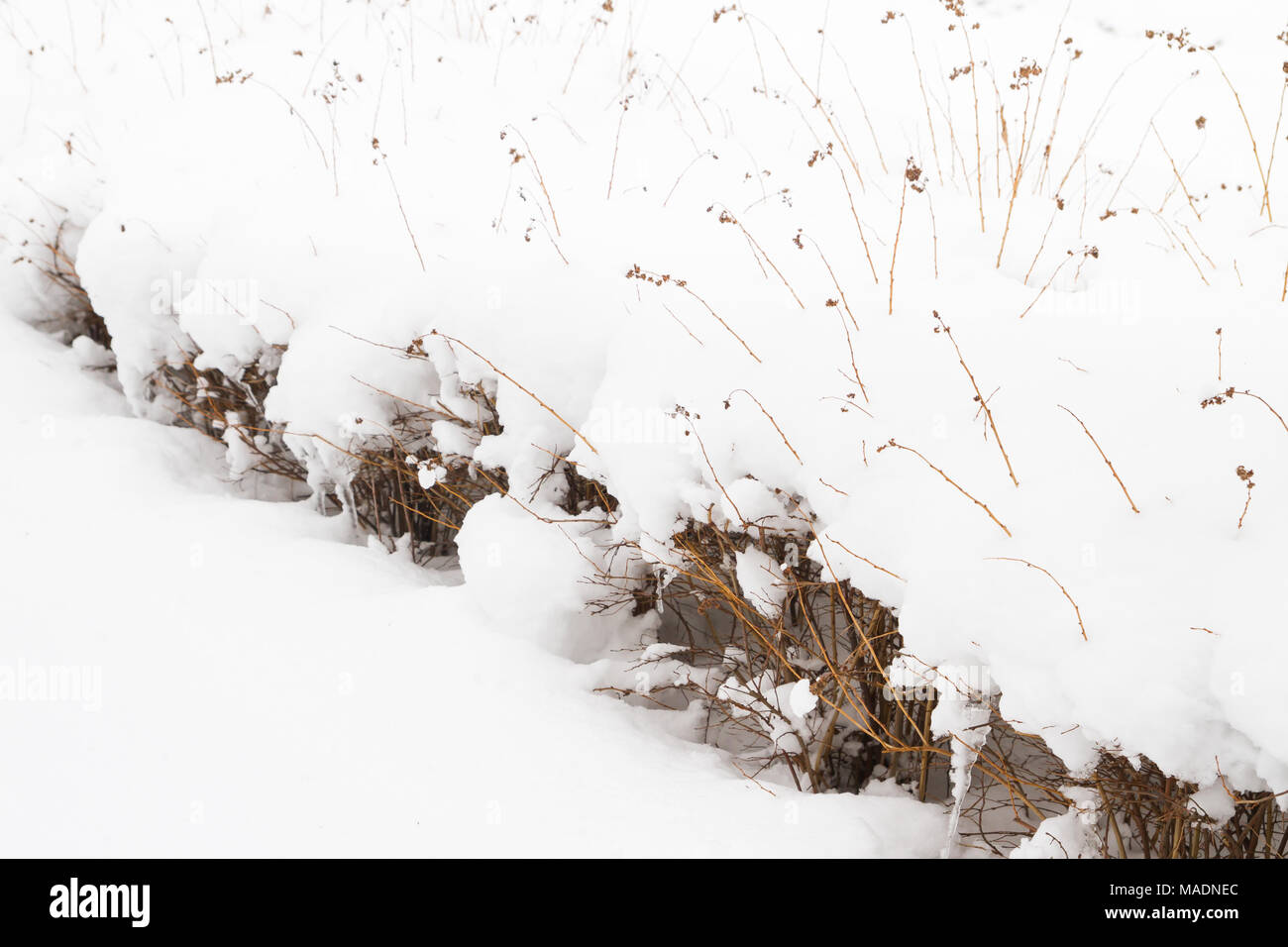 Winter bushes in the Park under a large layer of snow Stock Photo - Alamy