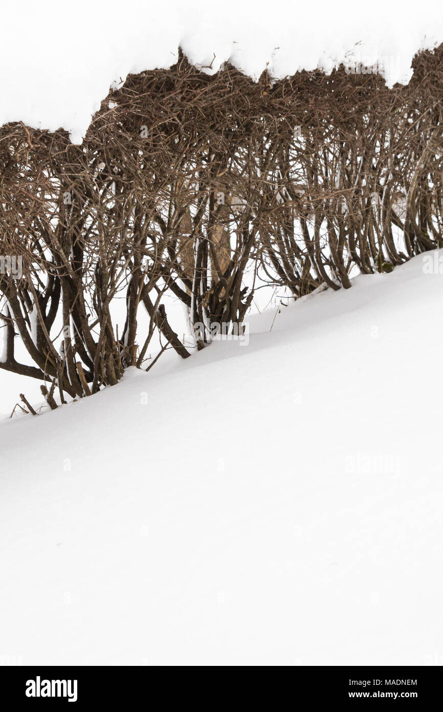 Winter bushes in the Park under a large layer of snow Stock Photo - Alamy